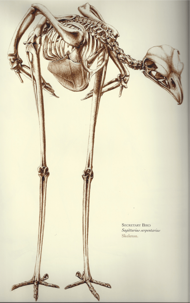 The Birds of “The Unfeathered Bird” – The Finch and Pea