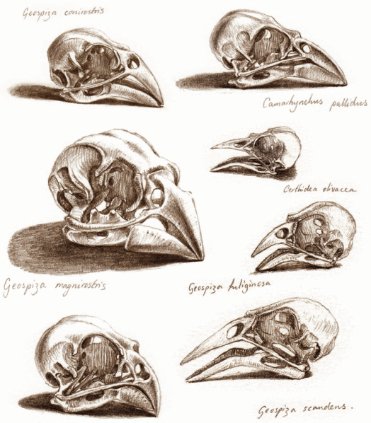 The Unfeathered Bird – A review in three parts – The Finch and Pea