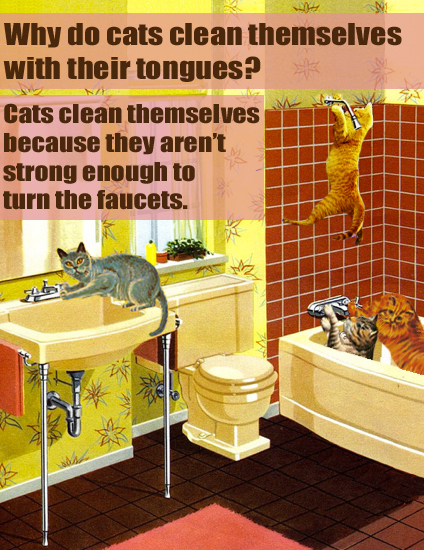 Science Caturday: True Facts about Cats – The Finch and Pea