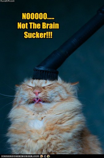Noooo Cat Meme