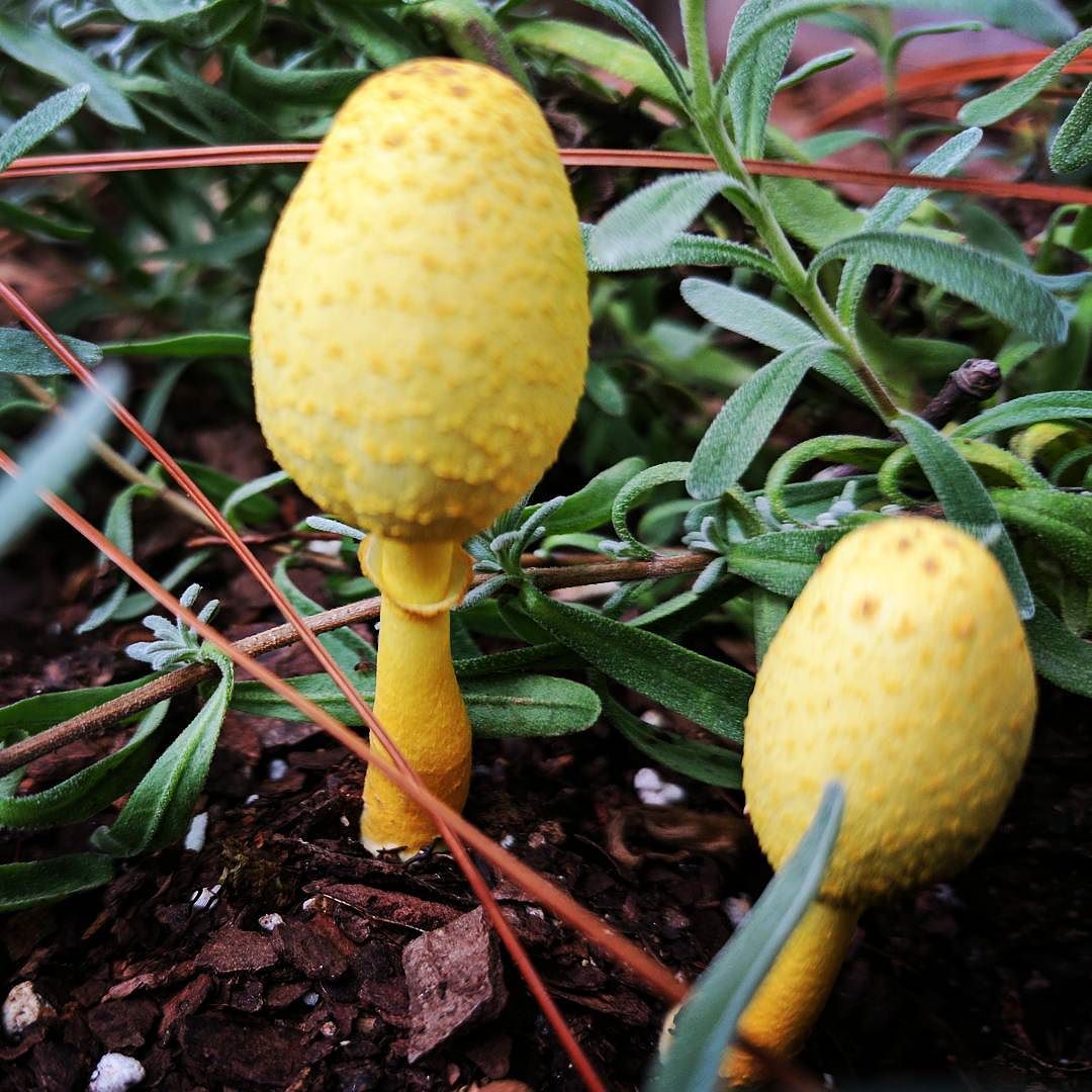 Fungi of the Pee Dee #finchstagram – The Finch and Pea